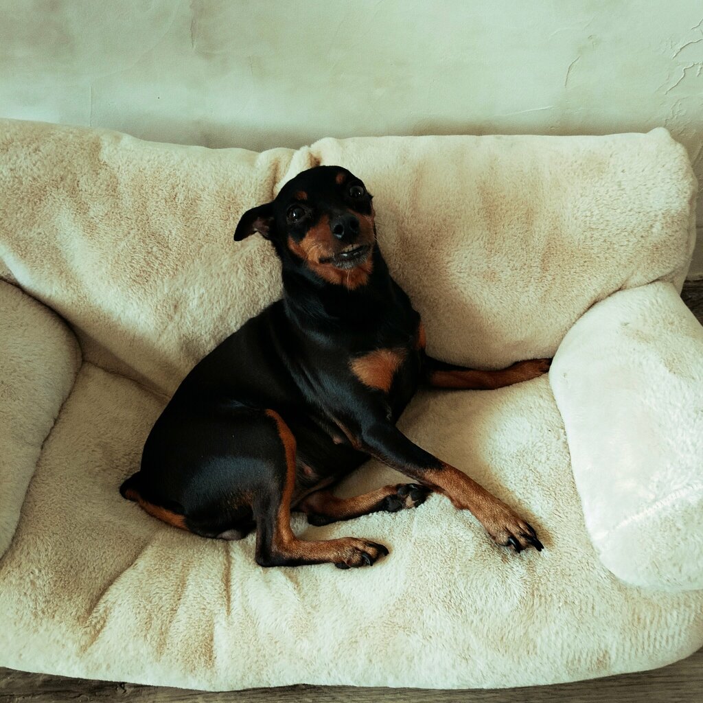 Veteriner klinikleri Animal Help, Cherepovets, foto