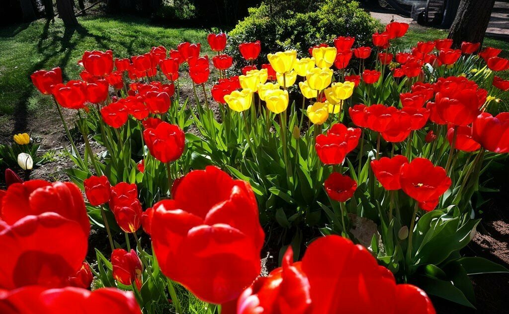 Muhtarlıklar Ömerkahya Köy Muhtarlığı, Kaman, foto