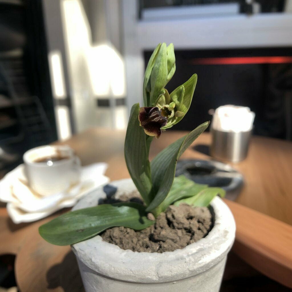 Dondurmacılar Bafdo Bafra Dondurma, Bafra, foto