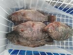Dok Fishery (Abidjan, Cocody, Boulevard des Martyrs), market  Abican'dan