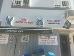 AntalyaPet Altınkum (Antalya, Konyaaltı, Çamlık Cad., 76), petshop  Antalya'dan