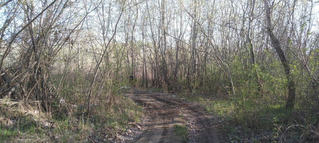Orman Пашковские плавни, Krasnodar, foto
