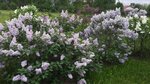 Lyudmila Krasnoperova Lilac Garden (Raketnaya ulitsa No:35А, derevnya Staroye Martyanovo), peyzaj tasarımı  Udmurtiya'dan