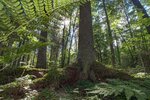 Gosudarstvenny prirodny zapovednik Kologrivsky les im M. G. Sinitsyna (Tsentralnaya ulitsa No:1), alışveriş merkezleri  Kologriv'den