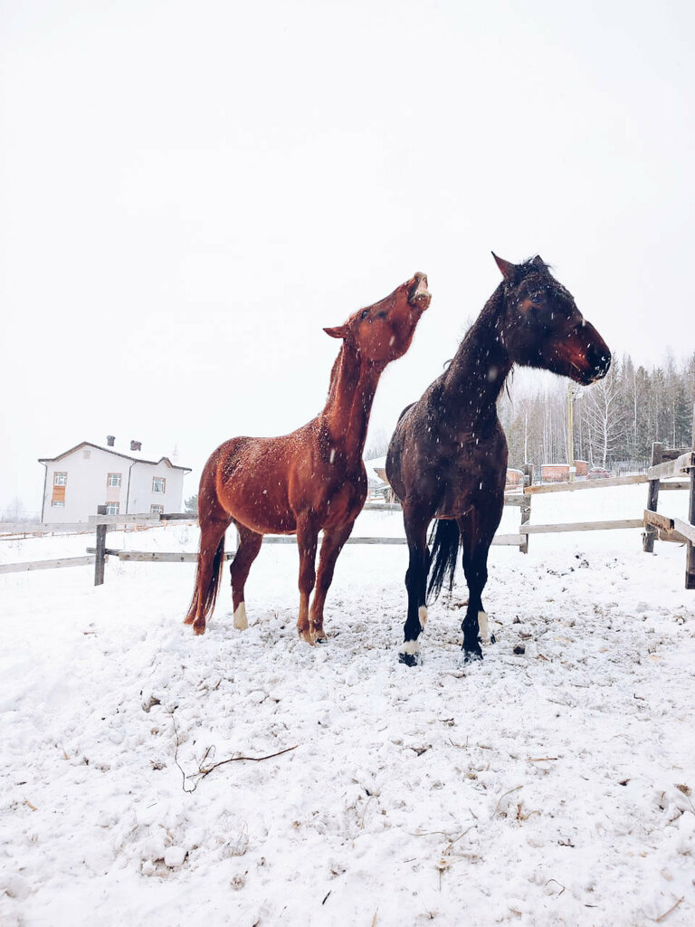 At ve binicilik kulüpleri Рыжие истории, Verhni Tagil, foto