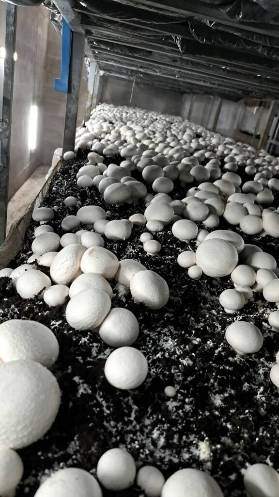 Mantar yetiştirme ve satış Shampinion City, Çimkent (Şımkent), foto