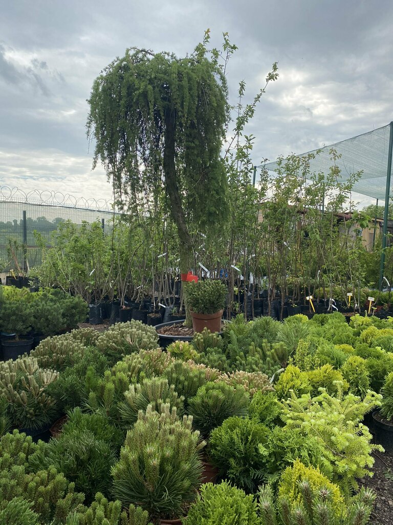 Sera ve bahçe ürünleri Кедр Приозерский, Saint‑Petersburg ve Leningradskaya oblastı, foto