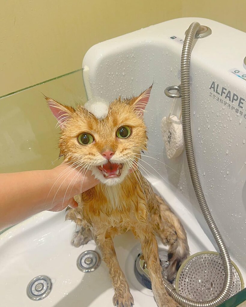 Evcil hayvan kuaförleri Pet Go, Dubai, foto