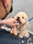 Pet Boutique (The Point Tower, Jumeirah Beach Residence, Dubai Marina, Jumeirah, Dubai), evcil hayvan kuaförleri  Dubai'den