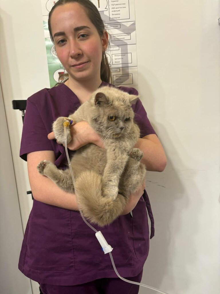 Veteriner klinikleri ВетЛекарь, Taganrog, foto