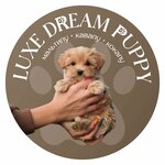 Luxe Dream Puppy (Kaliningrad Region, Guryevskiy munitsipalny okrug), evcil hayvan yetiştiricileri  Kaliningradskaya oblastından