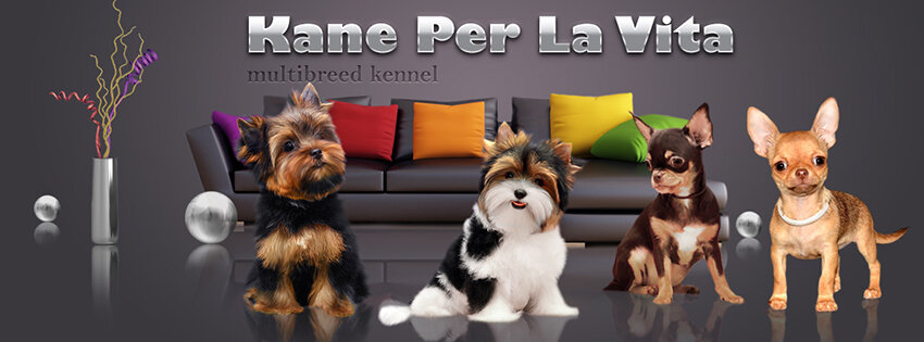 Evcil hayvan yetiştiricileri Kennel Kane Per La Vita, Mytişçi, foto