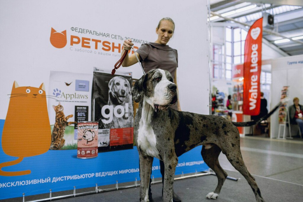 Köpek gezdirme alanları Ralf, Nijni Novgorod, foto