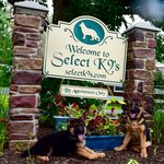 Select K9's (United States, Wheeler, E 4548 1010th Avenue), evcil hayvan yetiştiricileri  Wisconsin Eyaleti'nden