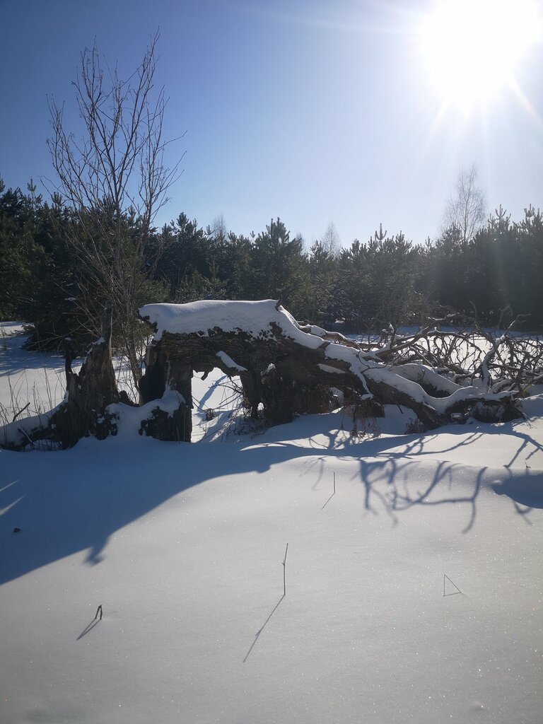 Doğa Дуб желаний, Smolenskaya oblastı, foto