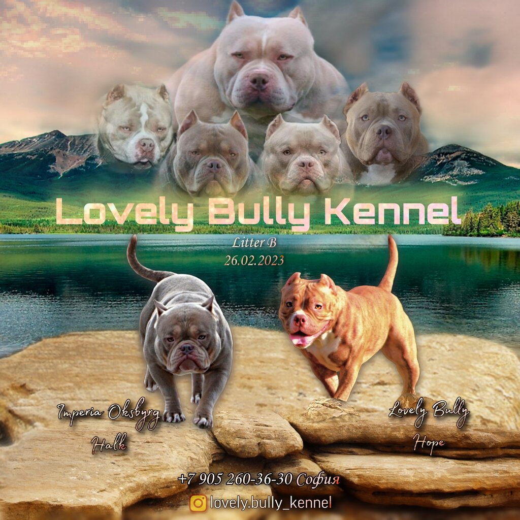 Evcil hayvan yetiştiricileri Lovely Bully, Gelencik, foto