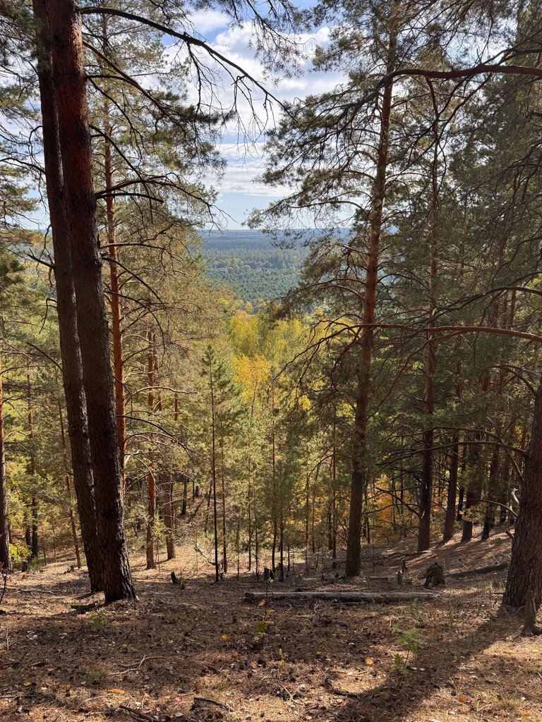 Dağ zirvesi Гора Башмак 263 метра, Penzenskaya oblastı, foto