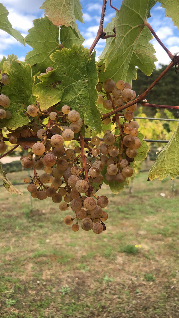 Tarım ürünleri firmaları Локо Чимбали Вайнери, Sevastopol, foto