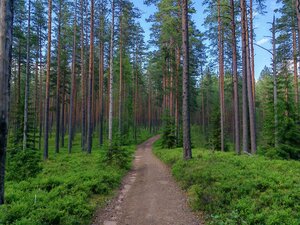 Государственный природный заказник Гряда Вярямянселькя (Leningrad Region, Priozerskiy District, Gosudarstvenny prirodny zakaznik Gryada Vyaryamyanselkya, peshekhodny ekologicheskiy marshrut Petyayarvi), doğa koruma alanı  Saint‑Petersburg ve Leningradskaya oblastından