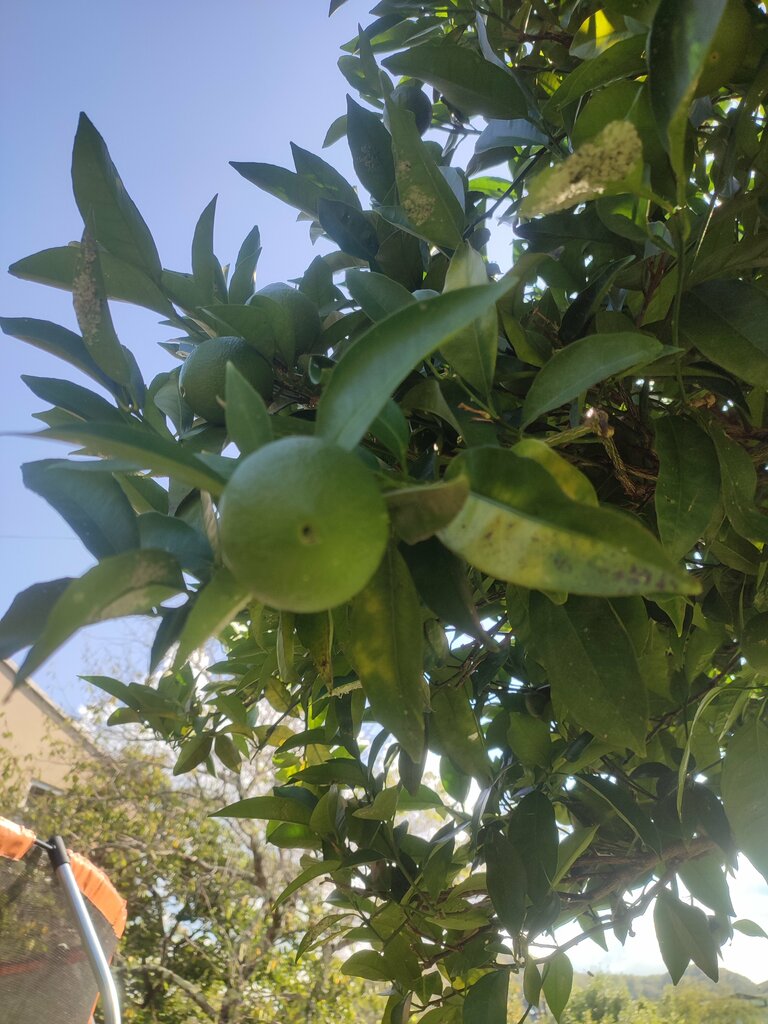 Otel Гостевой дом У Илоны, Gagra Bölgesi, foto