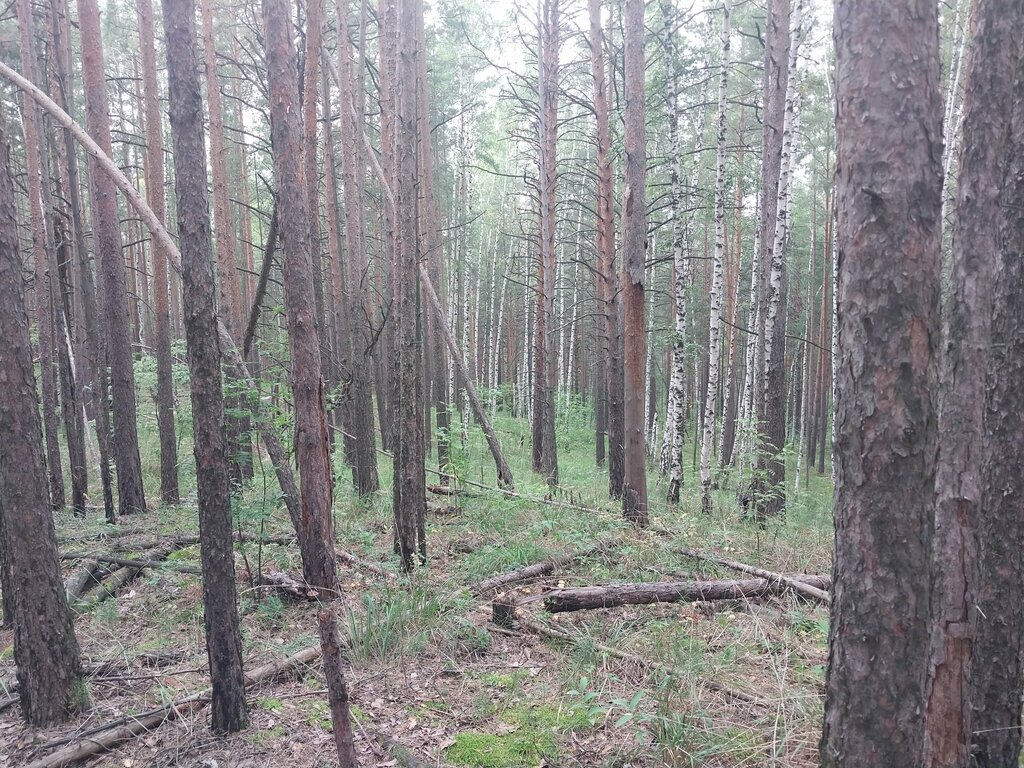 Dağ zirvesi Шиловский кряж, Yekaterinburg, foto