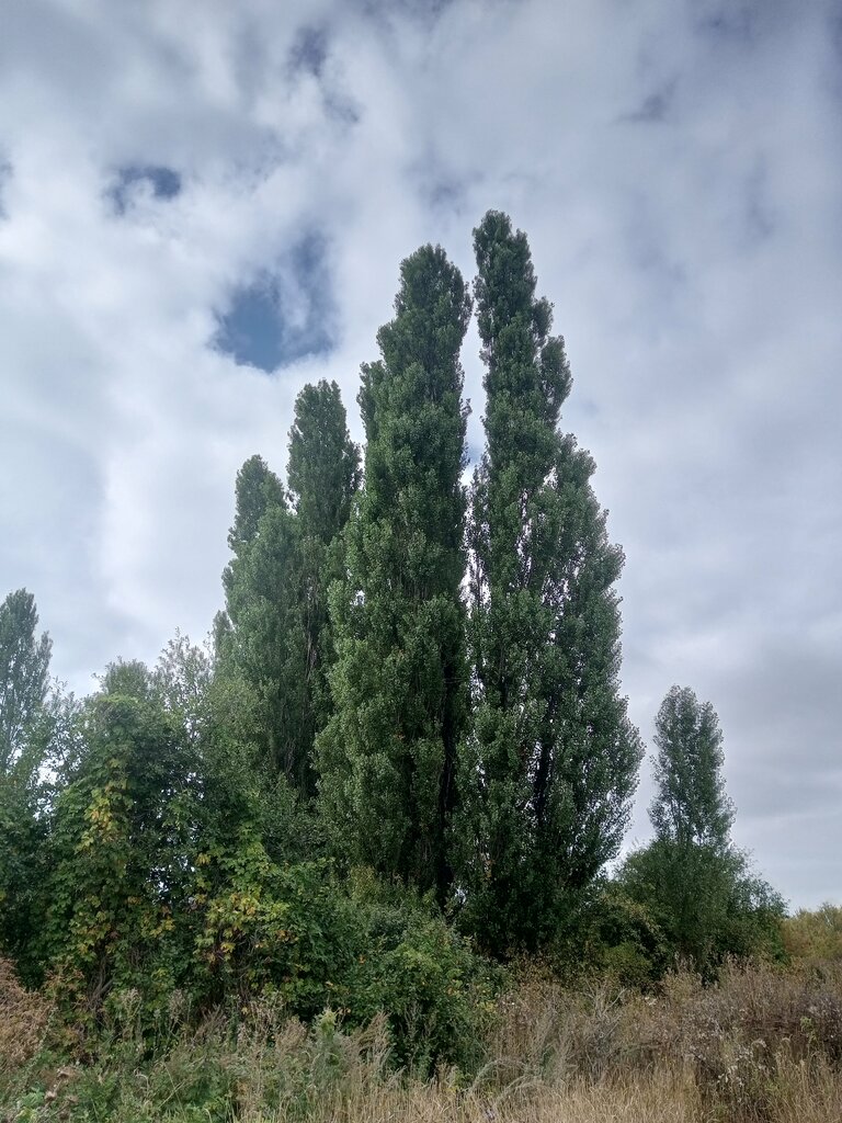 Pınar, çay Spring, stream, Belgorodskaya oblastı, foto