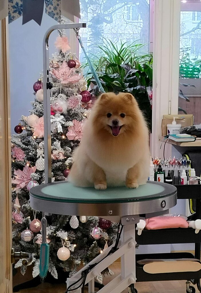 Evcil hayvan kuaförleri Grooming Studio by Olga Perova, Moskova, foto
