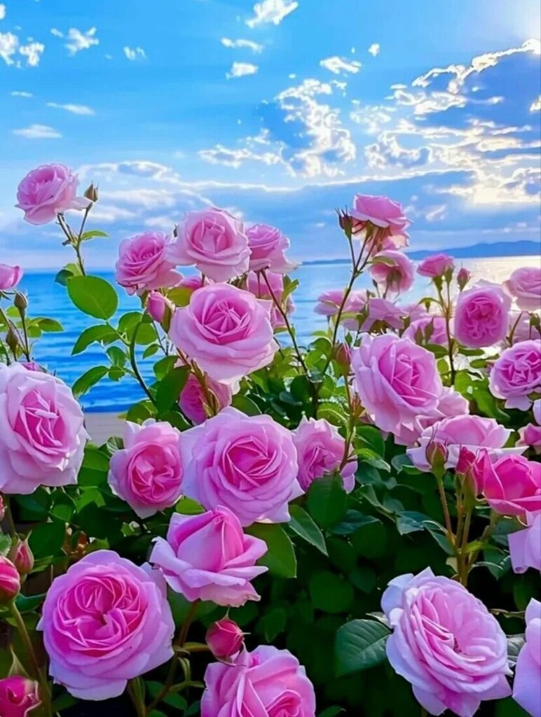 Çiçekçiler Про цветы, Krasnodarski krayı, foto