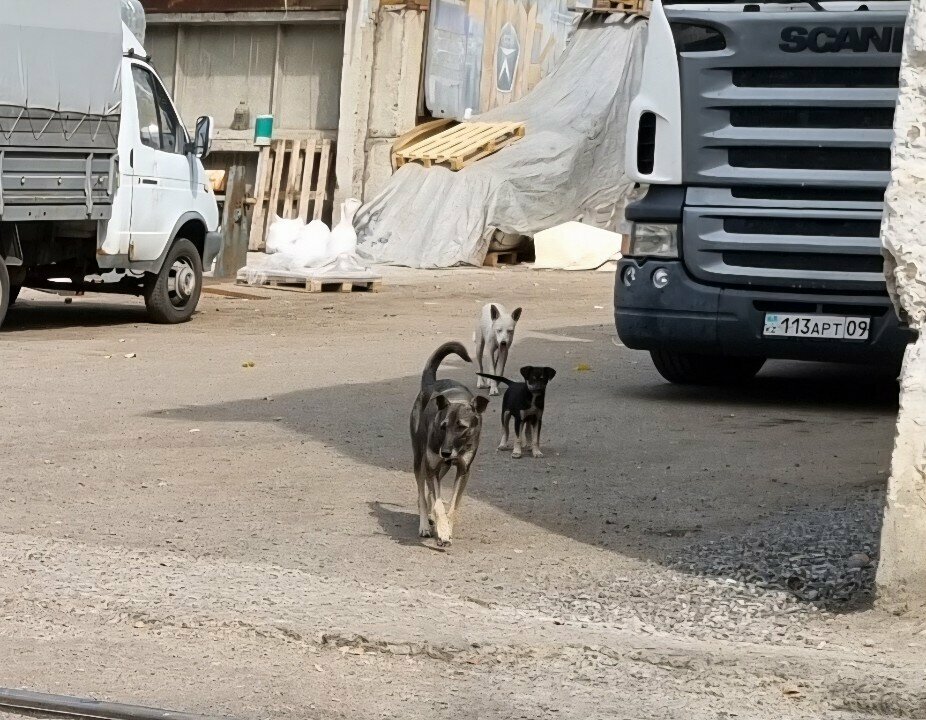 Un ve tahıllar MSK-Yu, Almatı, foto
