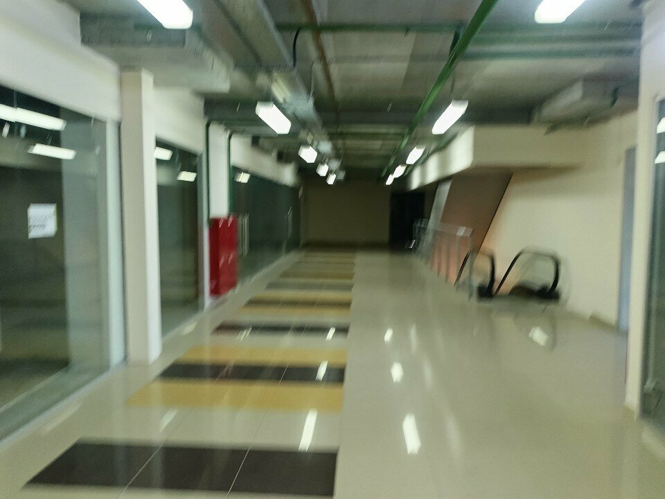 Köpek hizmeti Школа дрессировки Александра Борисовича, Nijni Novgorod, foto