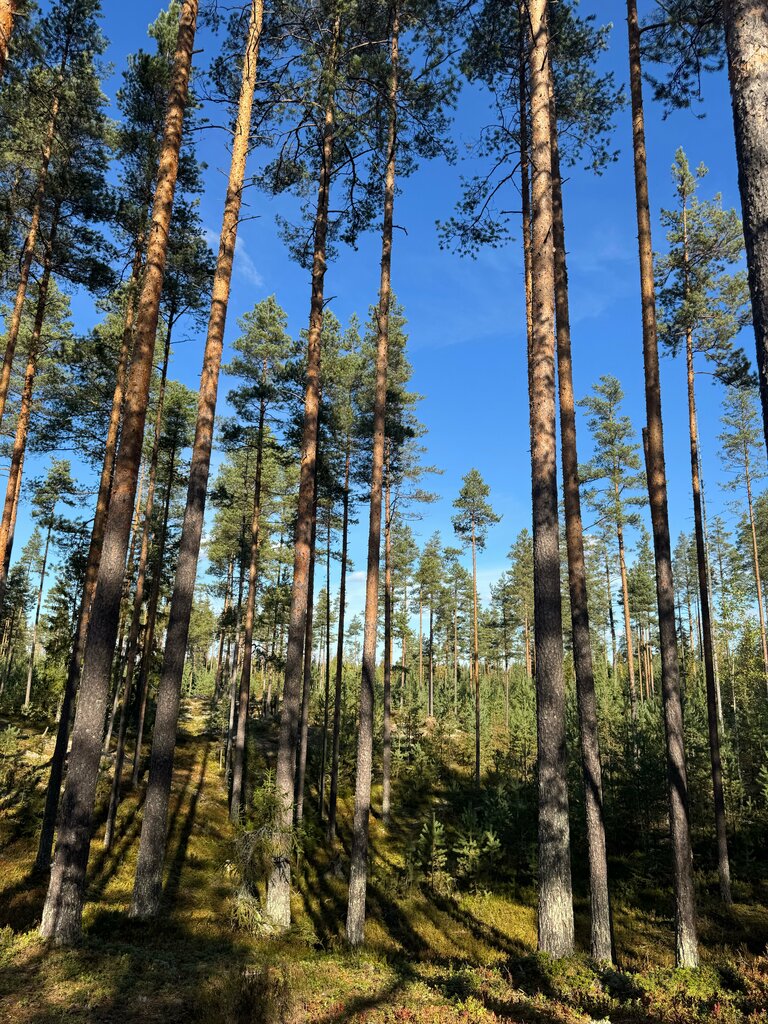 Seyir terası Панорама ягеля, Saint‑Petersburg ve Leningradskaya oblastı, foto
