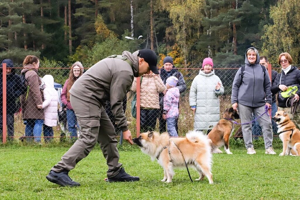 Köpek hizmeti Школа дрессировки Кинологика, Zelenograd, foto