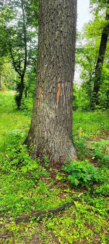 Doğa Дуб исполин, Shumerlya, foto
