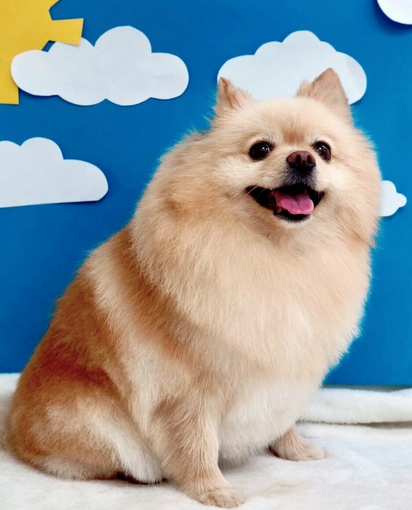 Evcil hayvan kuaförleri Cat&Dog, Petropavlovsk, foto