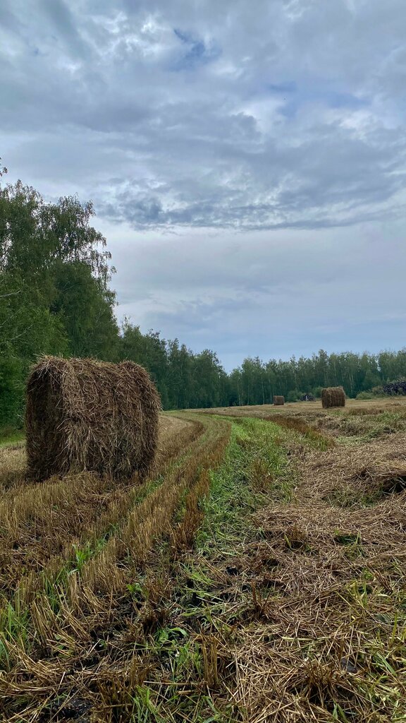 Orman Барский лес, Lipetskaya oblastı, foto