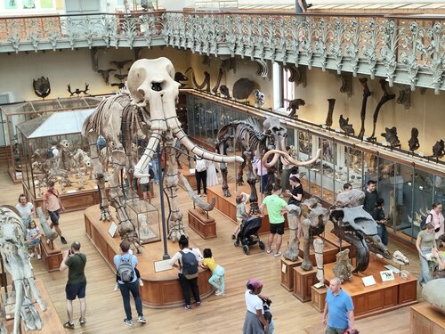 Müzeler ve sanat galerileri Gallery of Paleontology and Comparative Anatomy, Paris, foto