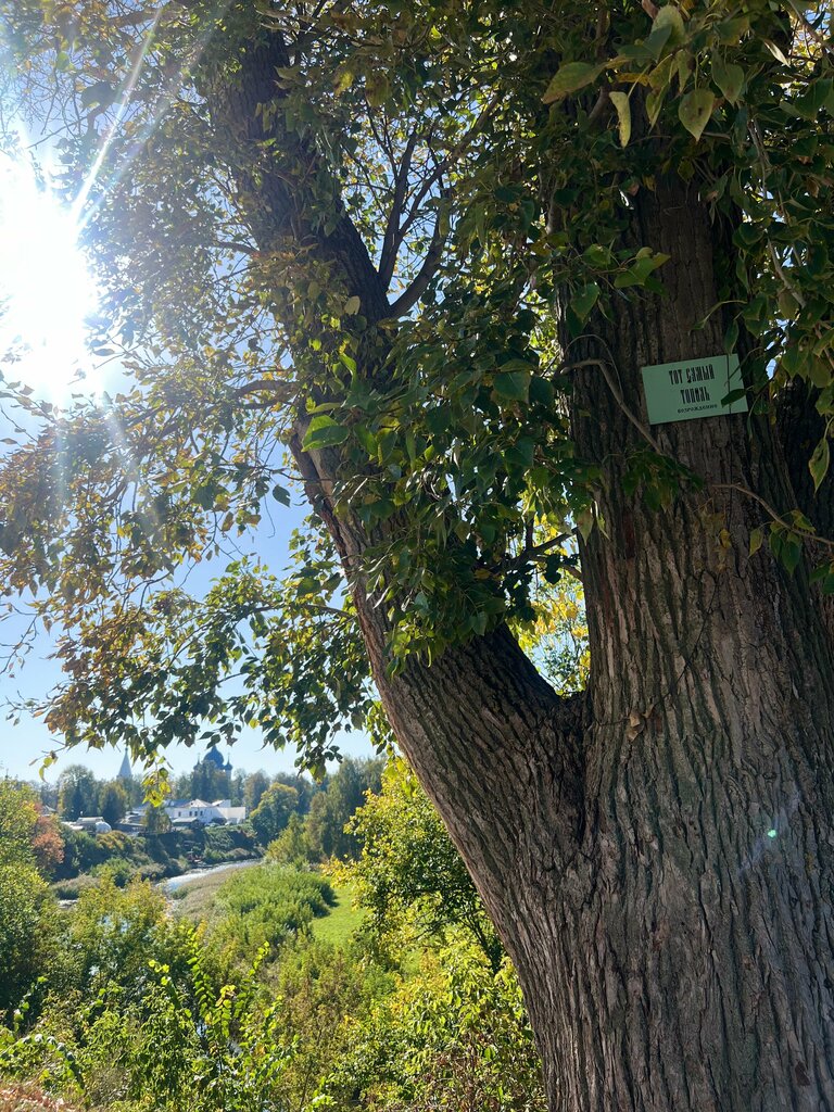 Turistik yerler Тот самый тополь, Suzdal, foto