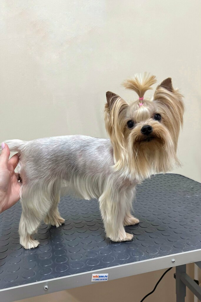 Evcil hayvan kuaförleri Groom Magic, Kirov, foto