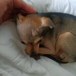 Veterinarnyy punkt (Oktyabrskaya ulitsa No:16, posyolok gorodskogo tipa Loukhi), veteriner klinikleri  Karelya Cumhuriyeti'nden