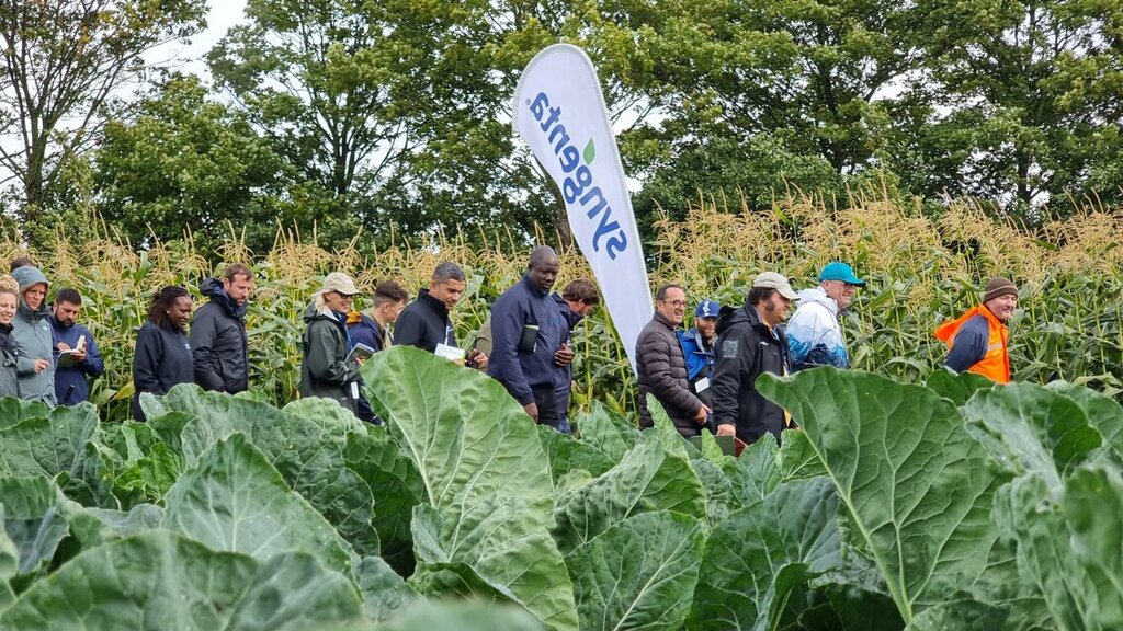 Tohum üretimi Syngenta Uzbekistan, Taşkent, foto