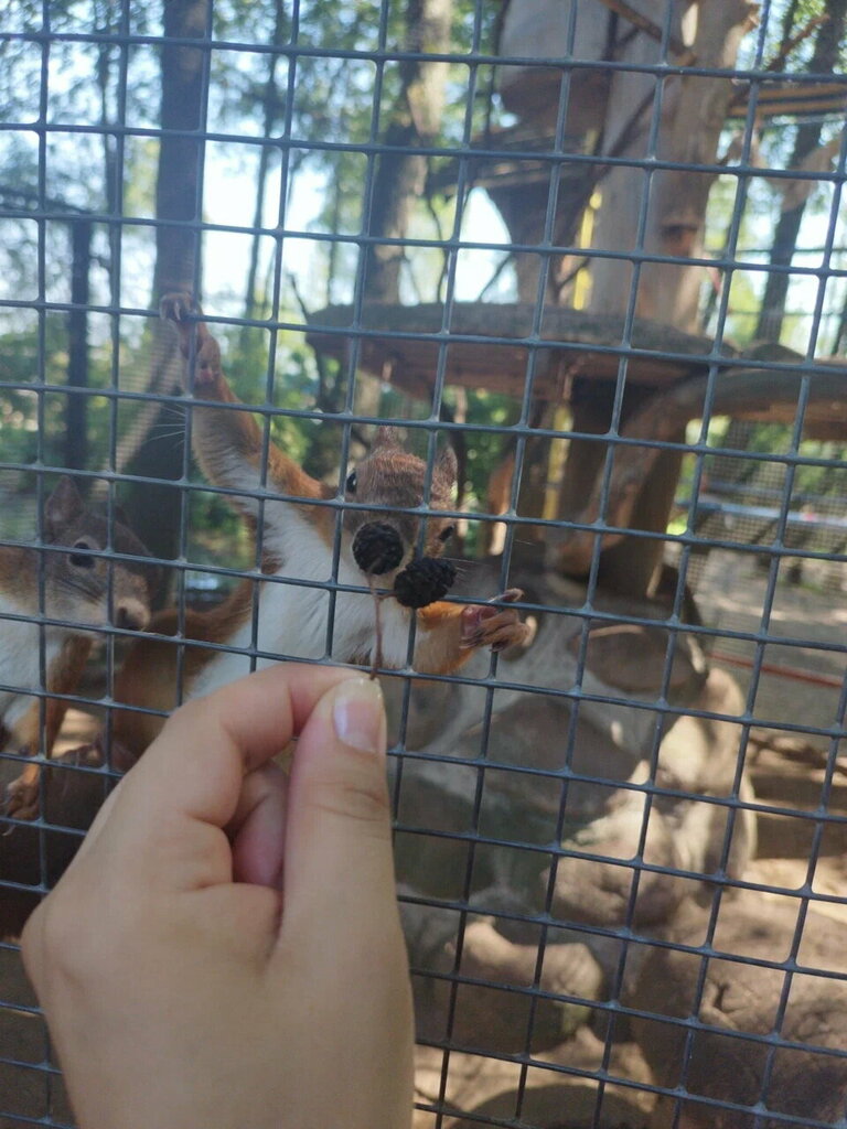 Hayvan muhafazaları Белки, Grodnenskaya oblastı, foto