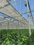 Pavlodar Greenhouse Complex (No:449, Shyǵys ónerkásiptik aýdany), seracılık  Pavlodar'dan