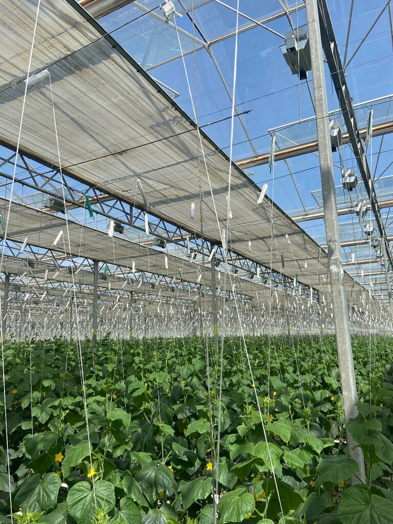 Seracılık Pavlodar Greenhouse Complex, Pavlodar, foto