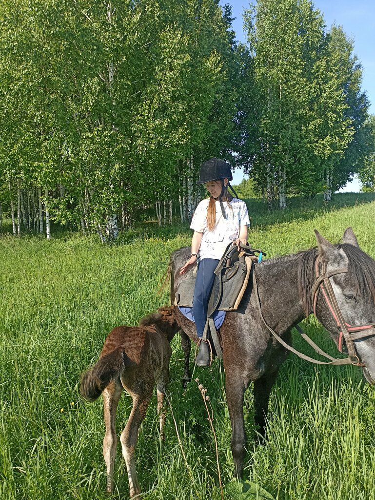 At ve binicilik kulüpleri Конные прогулки, , foto