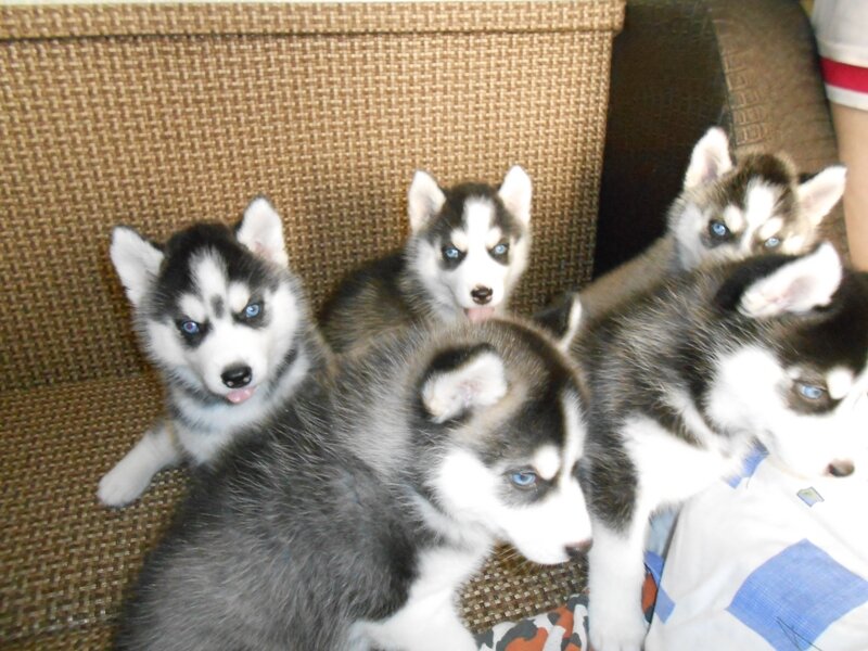 Evcil hayvan yetiştiricileri Puppy-House Siberian Husky, Krasnodar, foto