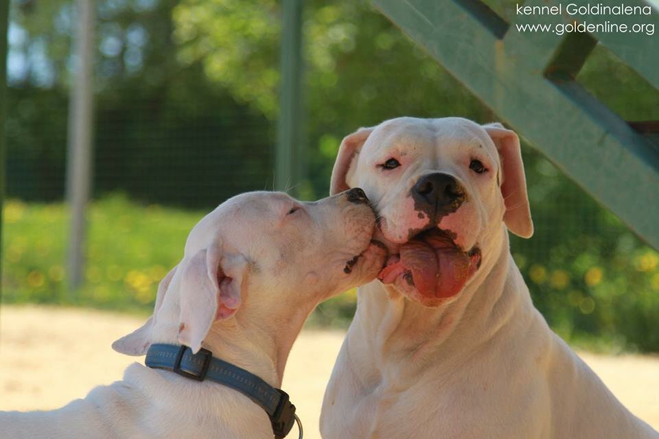 Evcil hayvan yetiştiricileri Kennel Goldinalena, Moskova, foto
