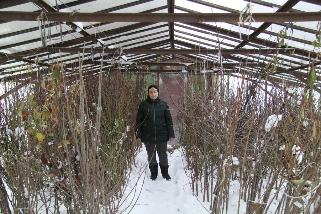 Sera ve bahçe ürünleri Сад Рожковой, Minskaya oblastı, foto