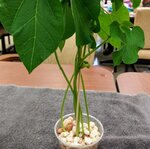To Soil Less- Founders of Geological Agriculture (United States, Ellicott City, 9917 Windflower Drive), tarım ürünleri firmaları  Maryland Eyaleti'nden