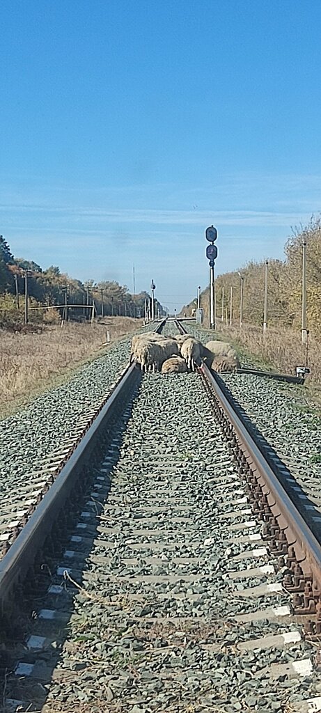 Tren istasyonu станция Подснежная, Saratovskaya oblastı, foto