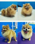 Diva Pet Kuaför (İzmir, Buca, 331 Sok., 16A), evcil hayvan kuaförleri  İzmir'den
